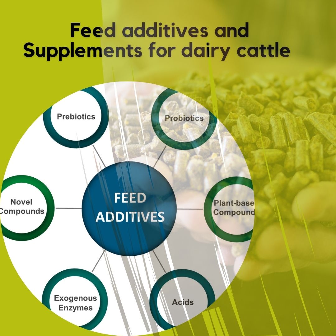 Feed additives and supplements for dairy cattle - Trouw Nutrition