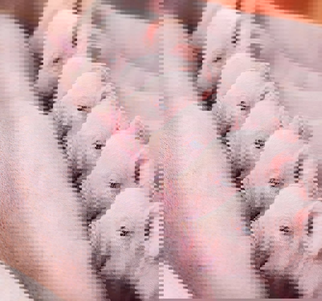 Heo nái - Trouw Nutrition Vietnam