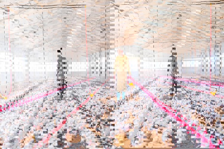 Improving broiler performance - Trouw Nutrition