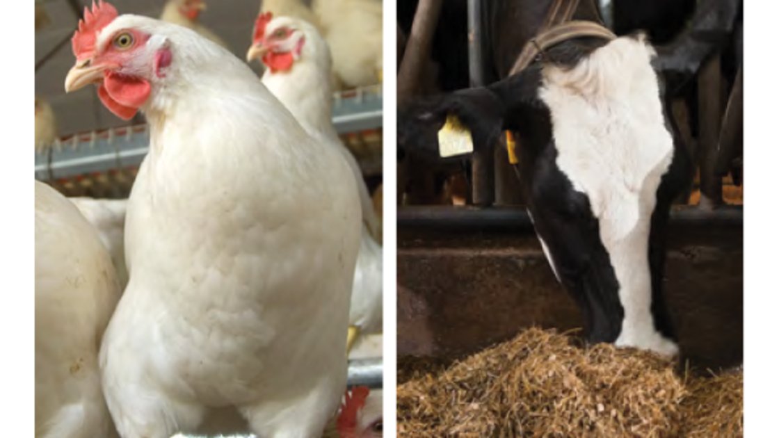 Enhancing Animal Gut Health - Trouw Nutrition