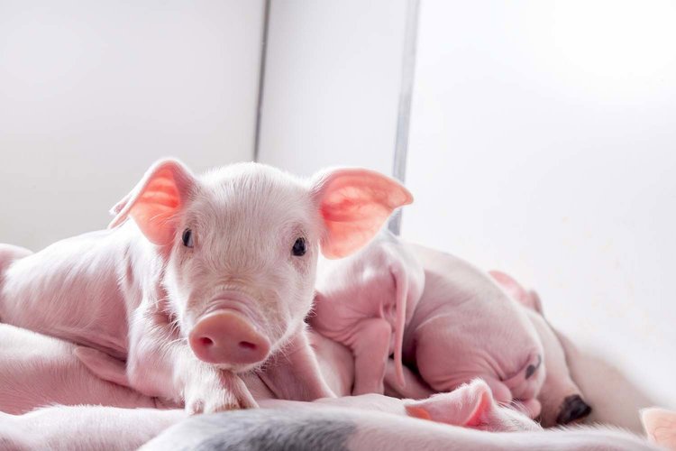 Piglet health - Trouw Nutrition