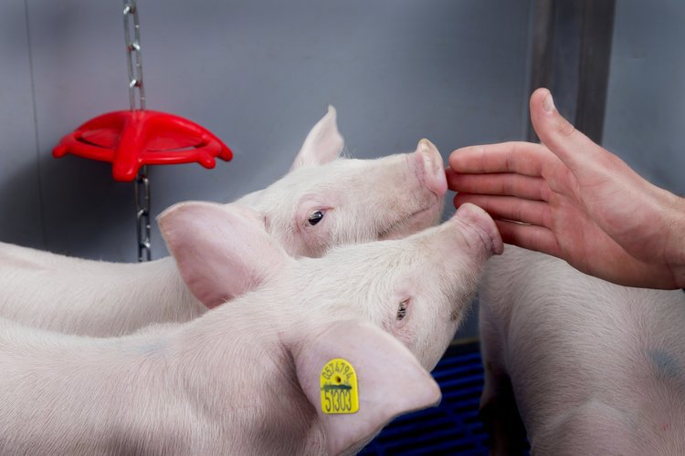 Piglet performance - Trouw Nutrition