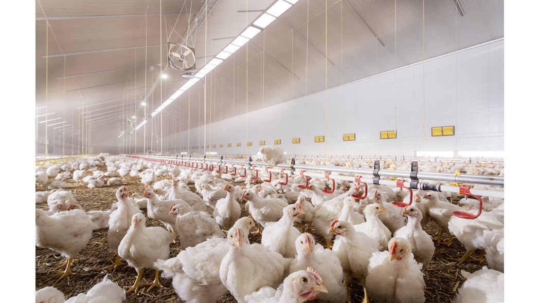 The effects of mycotoxin risk on poultry management - Trouw Nutrition